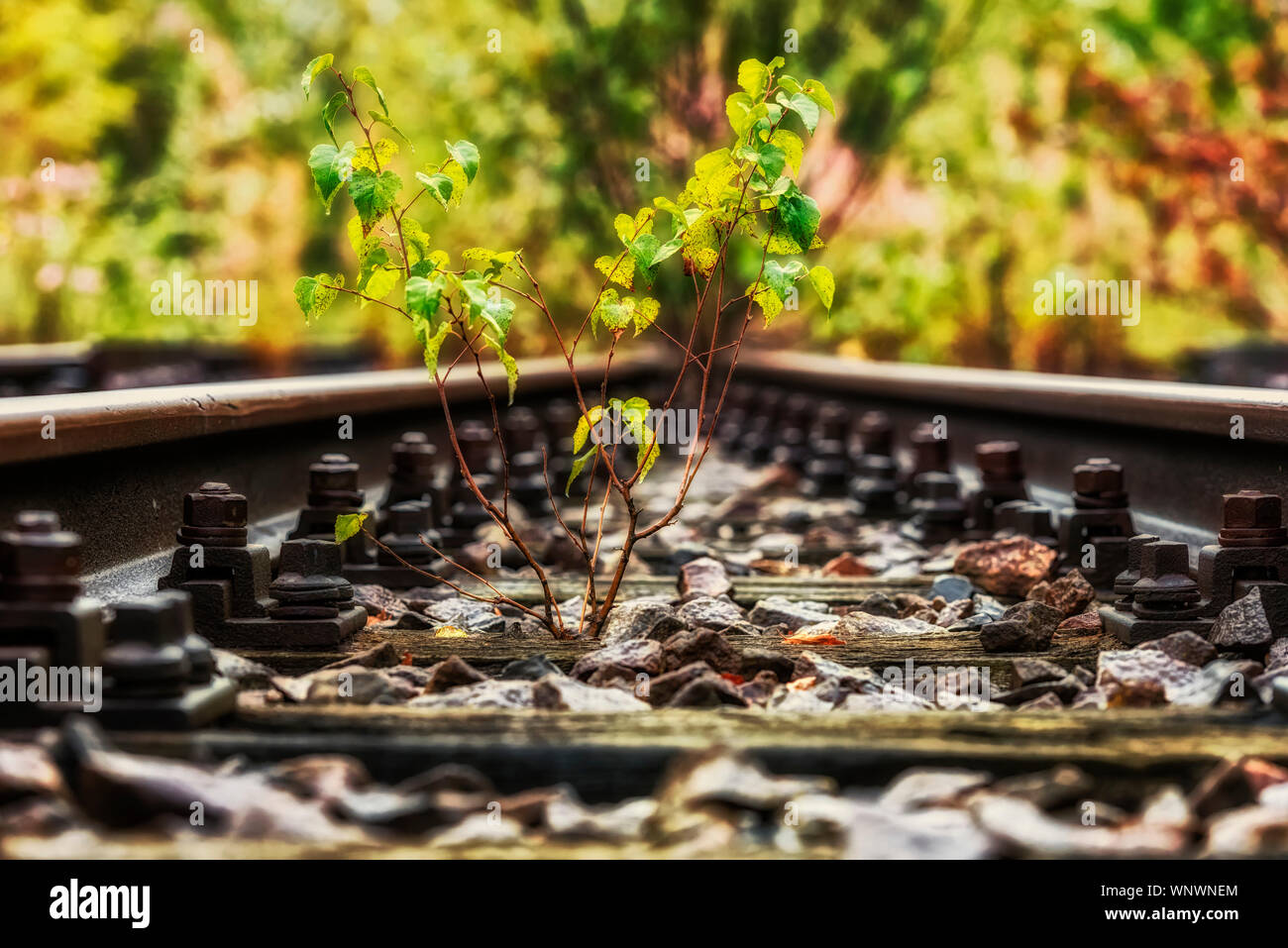 Plant for growing in gravel hi-res stock photography and images - Alamy