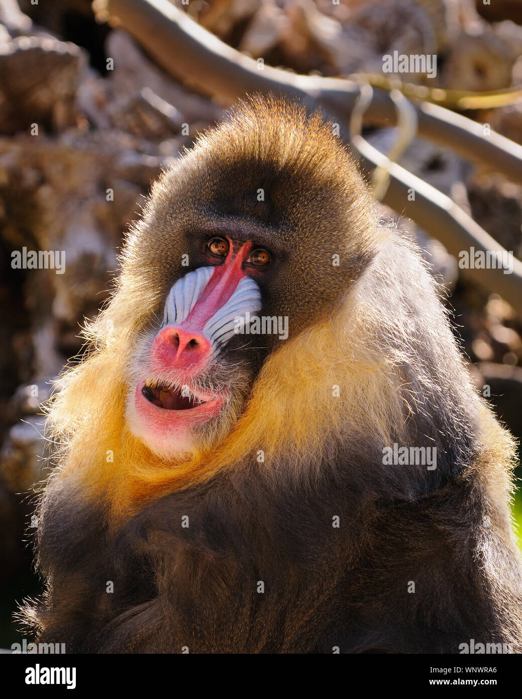 Close-up Portrait Of Mandrill Stock Photo - Alamy