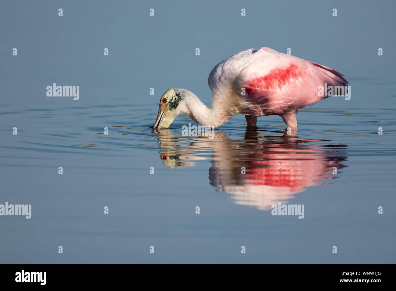 Spoonbill feeding hi-res stock photography and images - Alamy