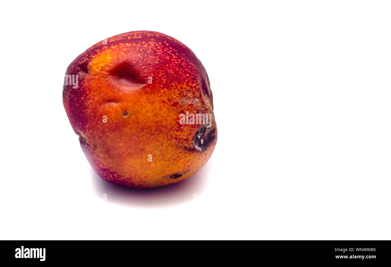 Single rotten nectarine with white fungus on skin isolated on white ...