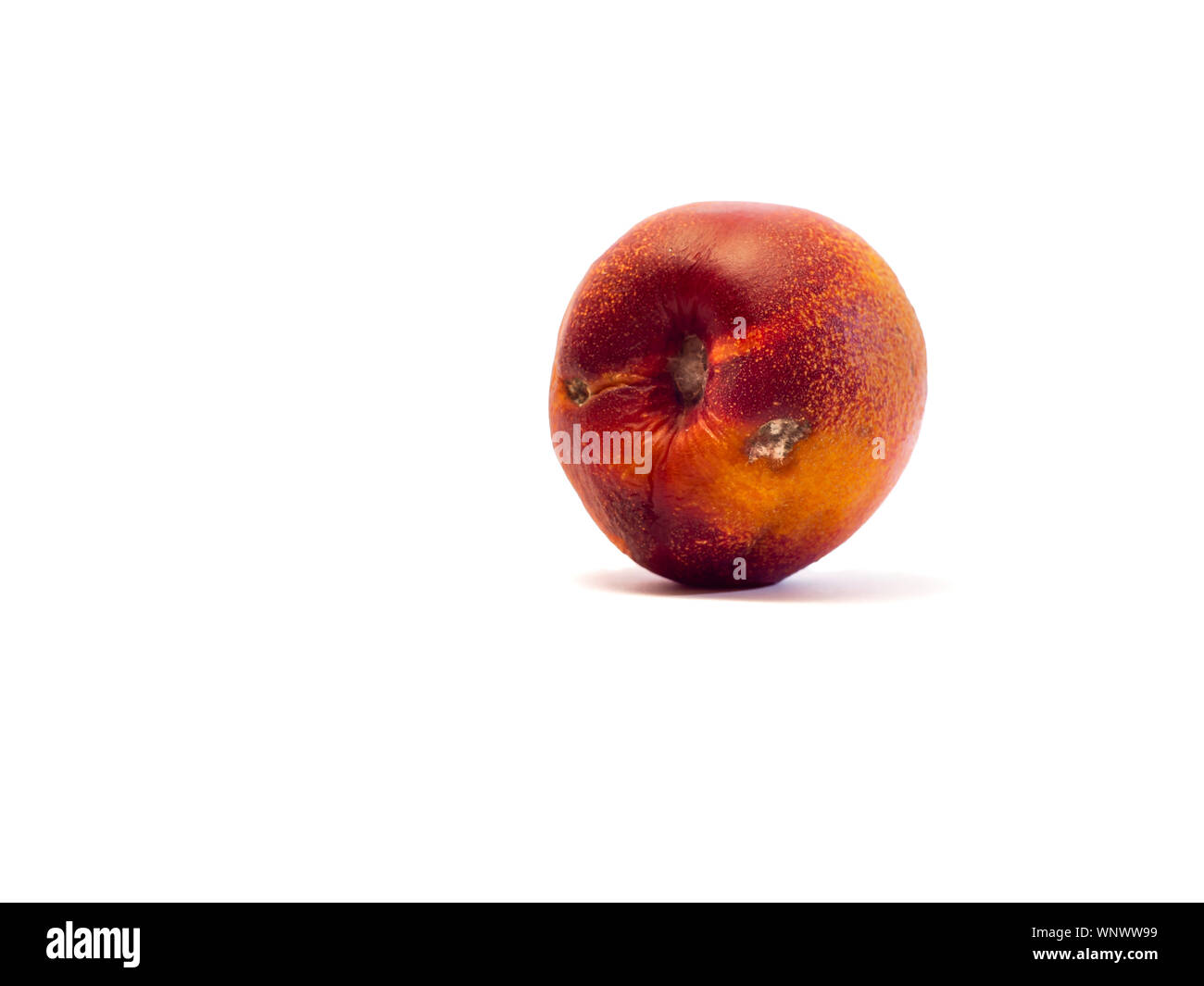ingle rotten nectarine with white fungus on skin isolated on white ...