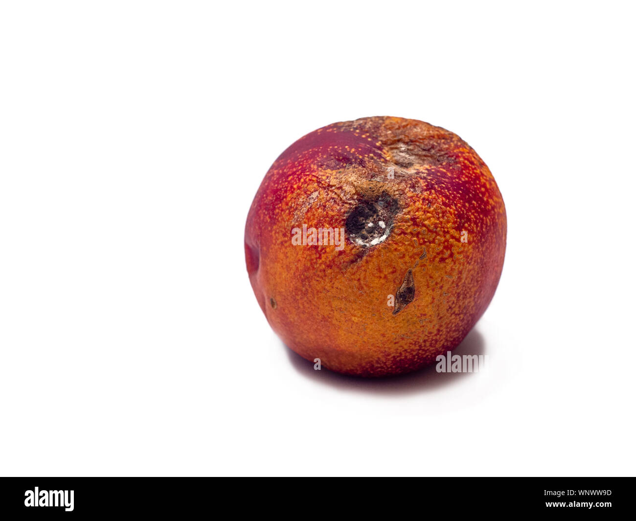 Single rotten nectarine with white fungus on skin isolated on white ...