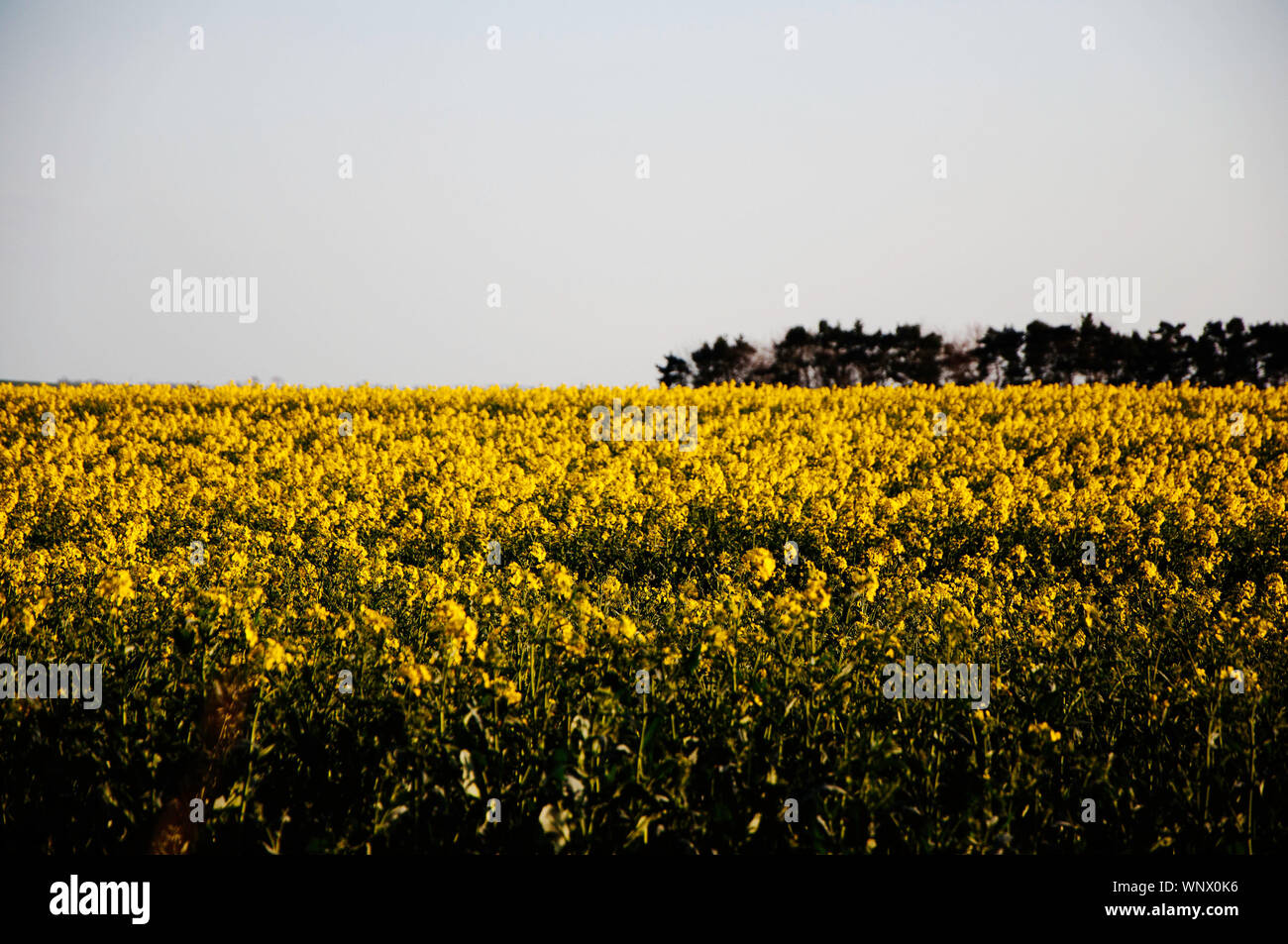 Vast grass field hi-res stock photography and images - Alamy
