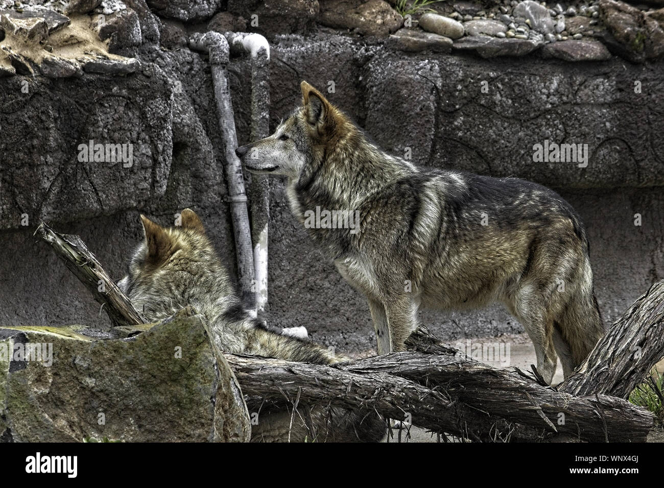 Mexican Gray Wolf. Two. Standing and looking to the left Stock Photo ...