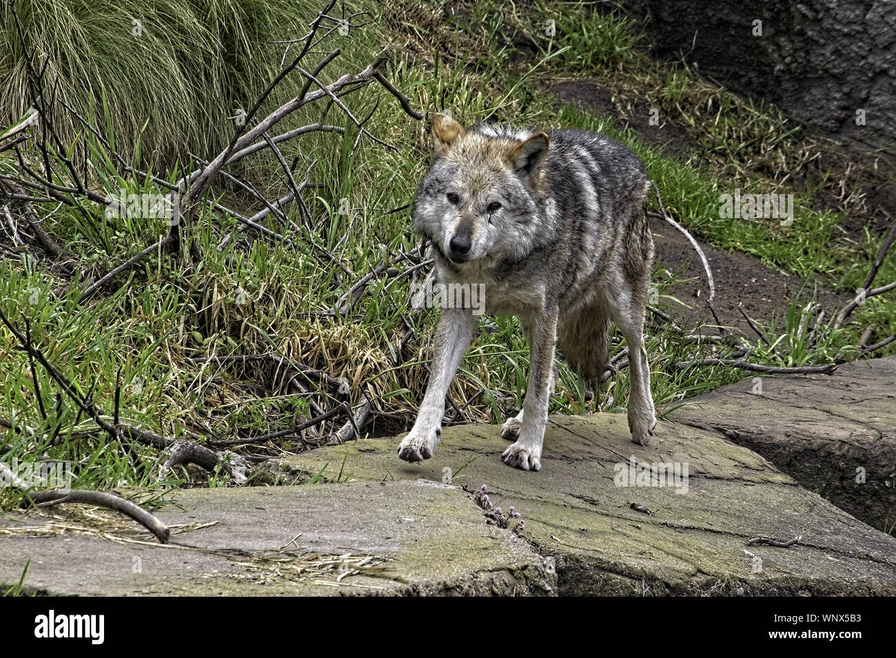 Wolf looking left hi-res stock photography and images - Alamy