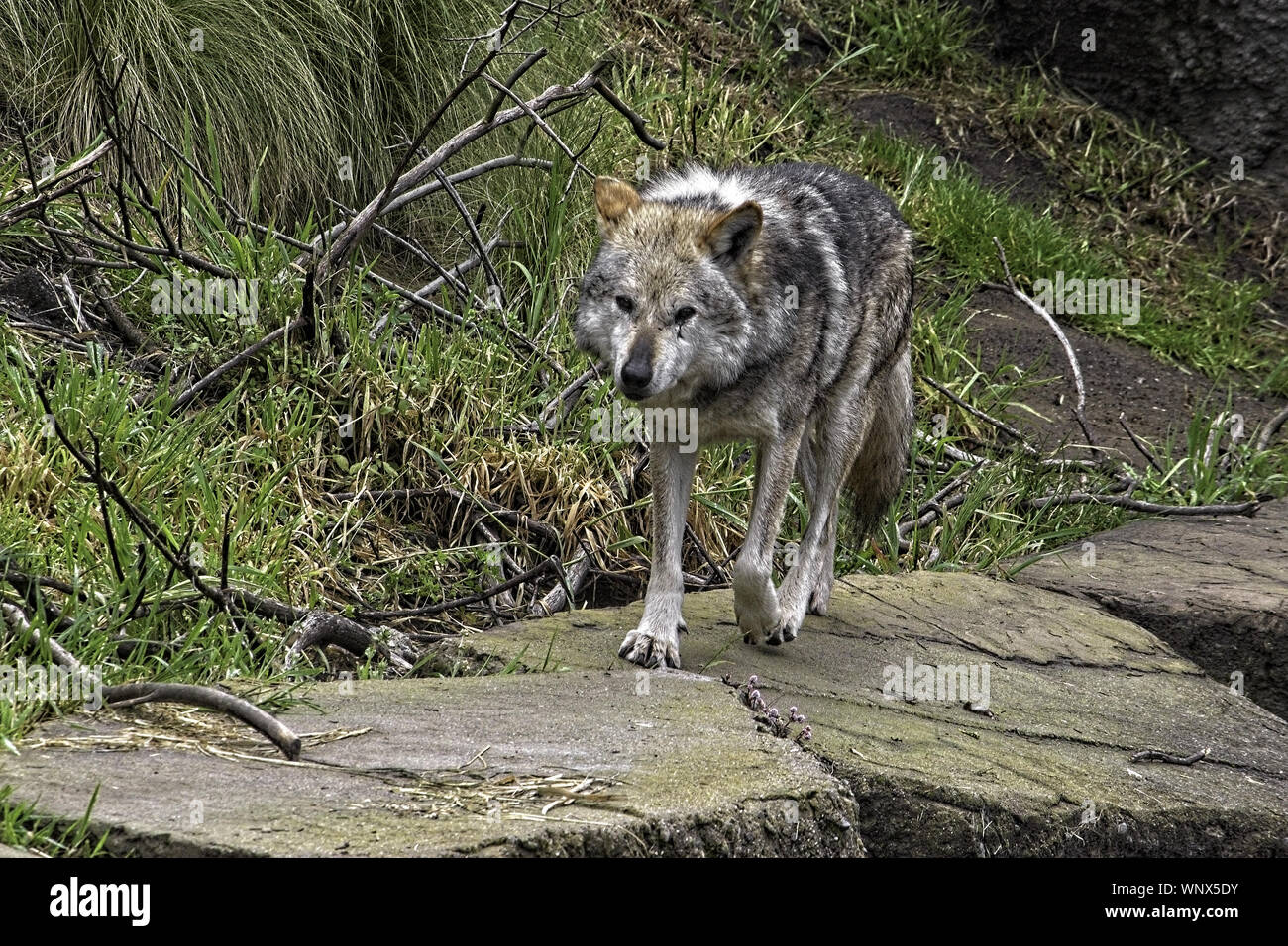 Wolf looking left hi-res stock photography and images - Alamy