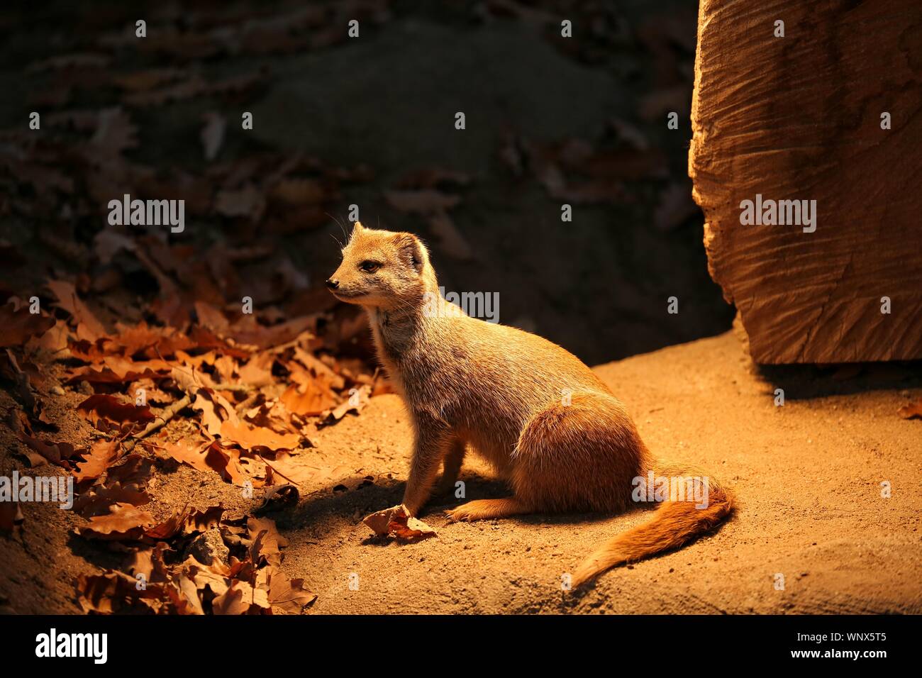 Mongoose side on hi-res stock photography and images - Alamy