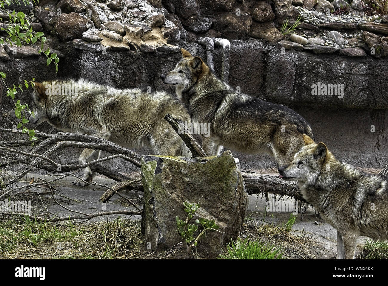 Gray wolf pack hi-res stock photography and images - Alamy