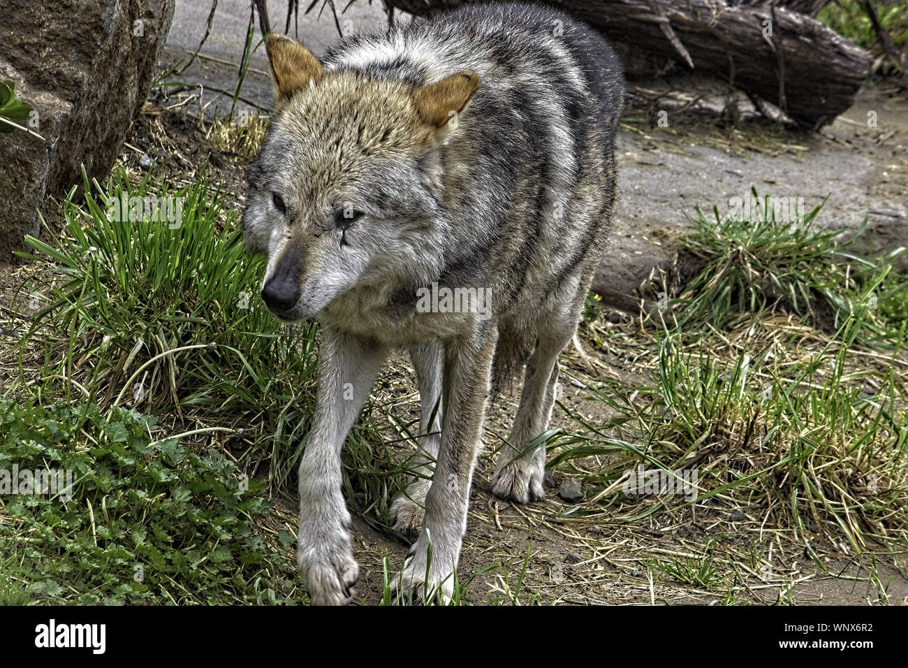Mexican Gray Wolf. Walking towards and to the left of the camera Stock Photo - Alamy