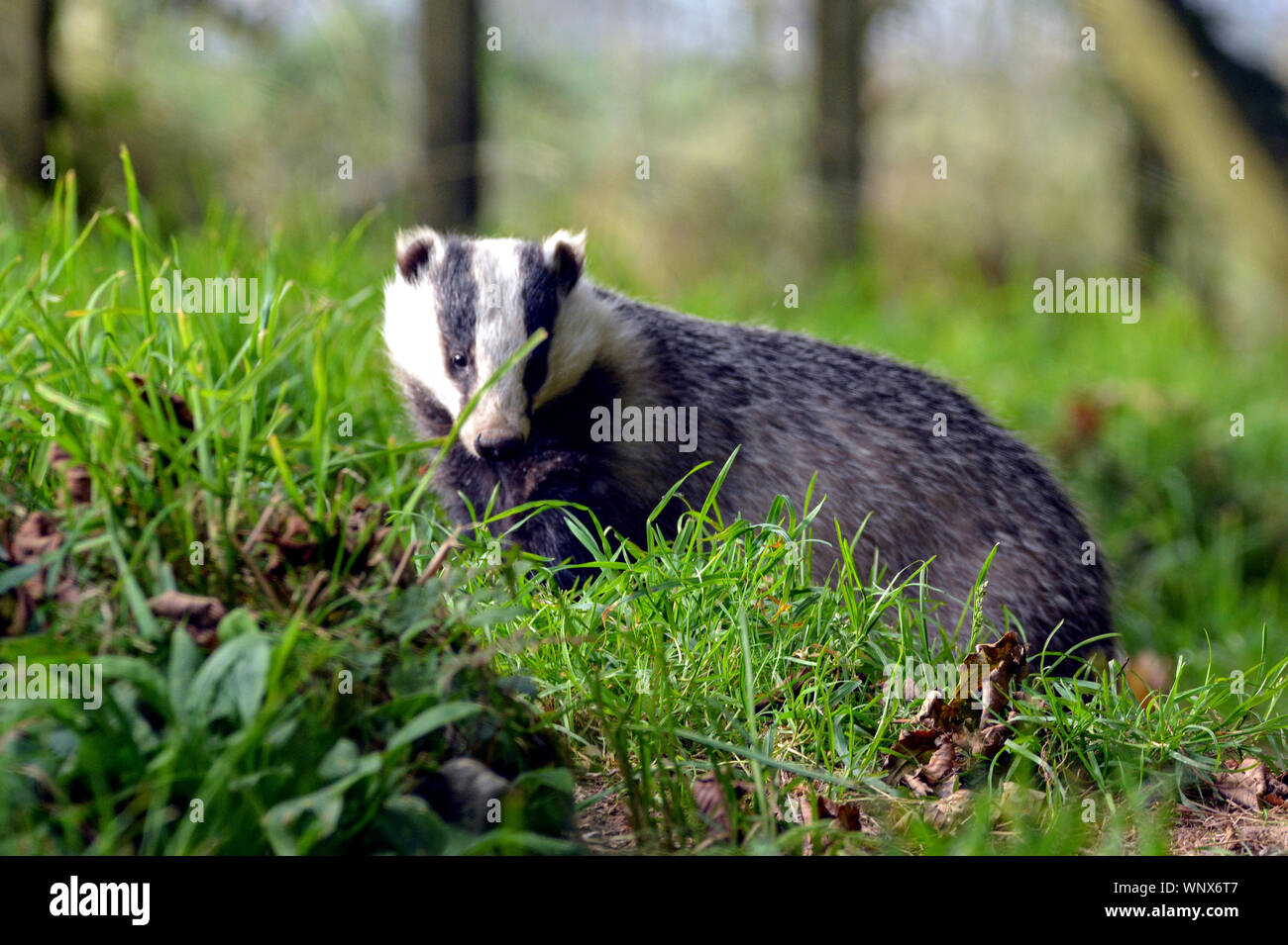Badger's High Resolution Stock Photography and Images - Alamy
