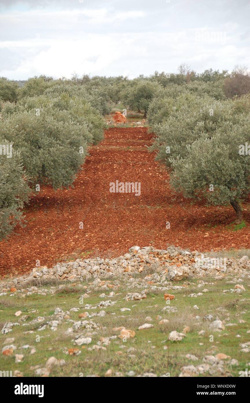 The ruins of Al Bara Stock Photo - Alamy