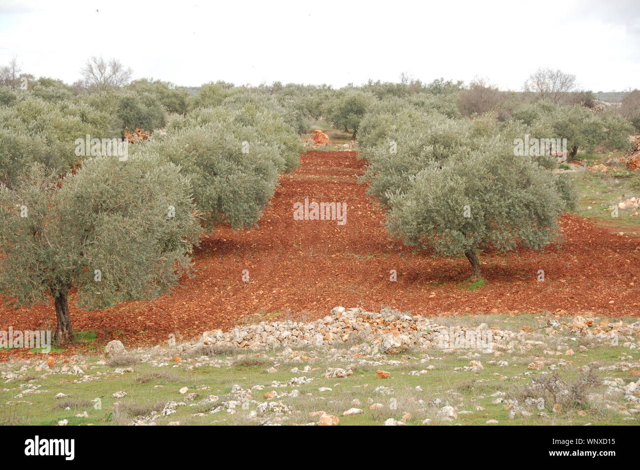 The ruins of Al Bara Stock Photo - Alamy
