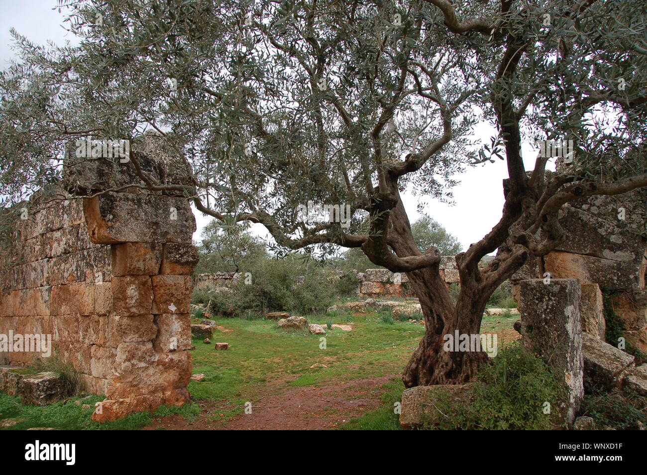 The ruins of Al Bara Stock Photo - Alamy