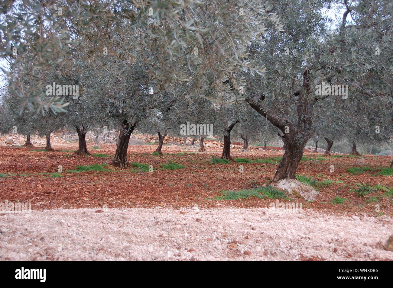 The ruins of Al Bara Stock Photo - Alamy
