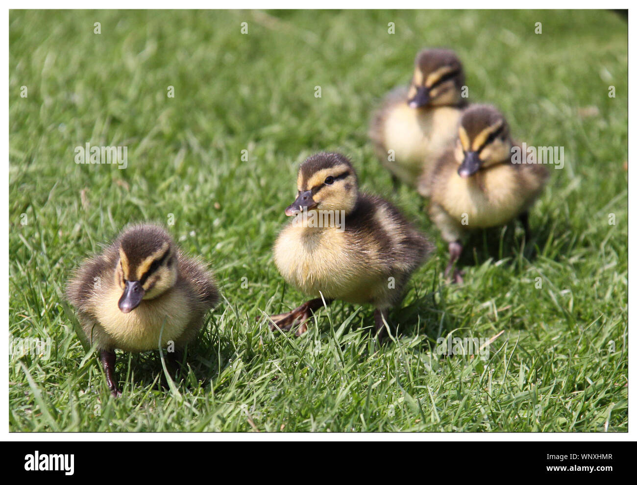 Follow my leader hi-res stock photography and images - Alamy