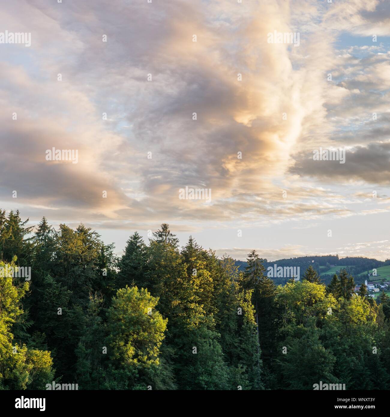 Beautiful shot of trees under a cloudy sky at daytime Stock Photo - Alamy