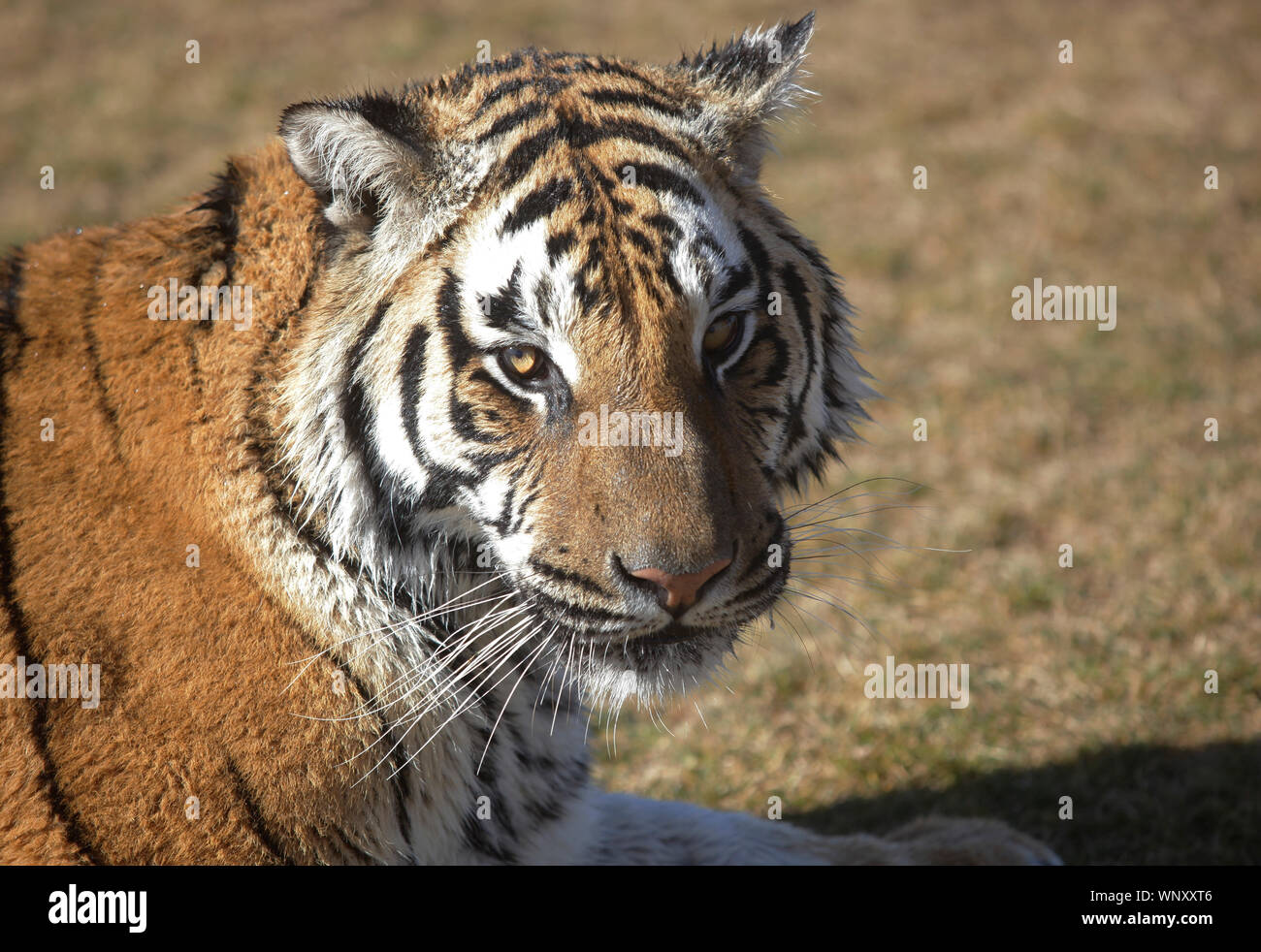A Bengal Tiger is seen in Arizona Stock Photo - Alamy