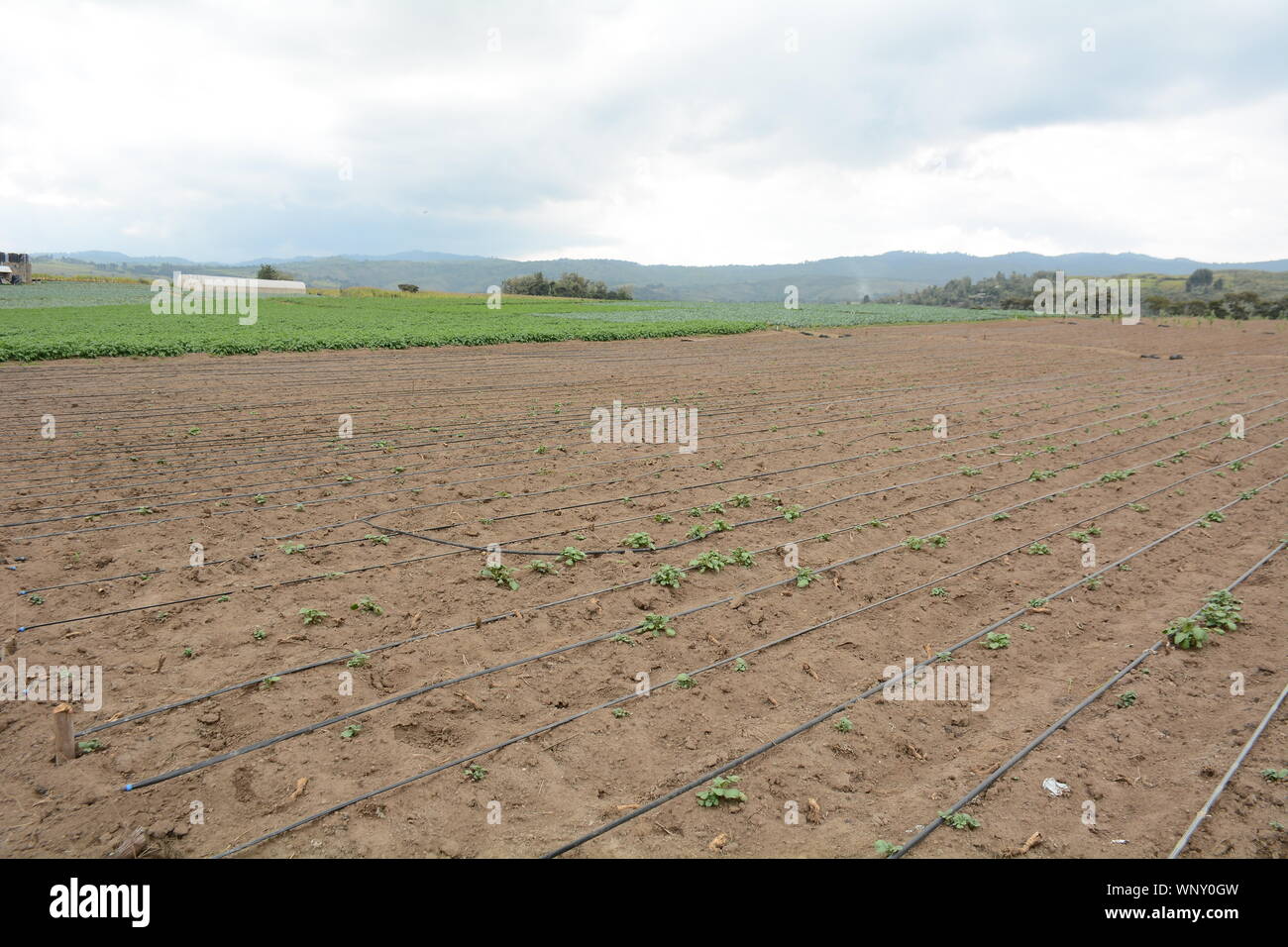 Irish potatoes under drip irrigation system the farm in Nairobi.Under ...