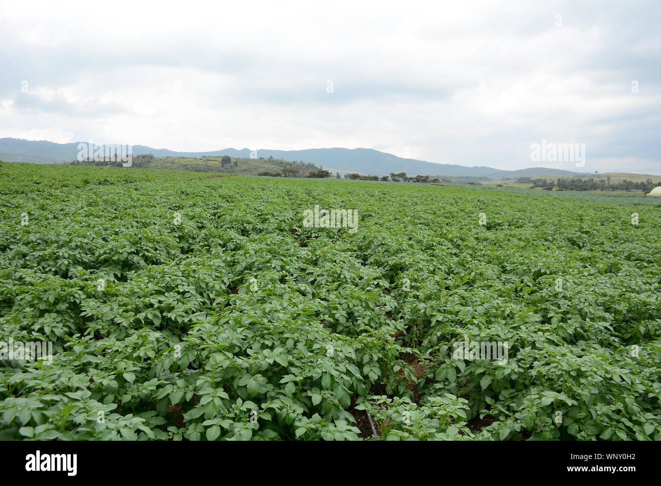A farm field of Irish potatoes in Nairobi.Under the current ...