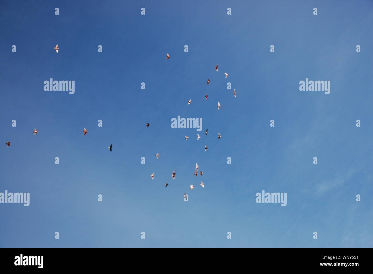 Syrian birds hi-res stock photography and images - Alamy