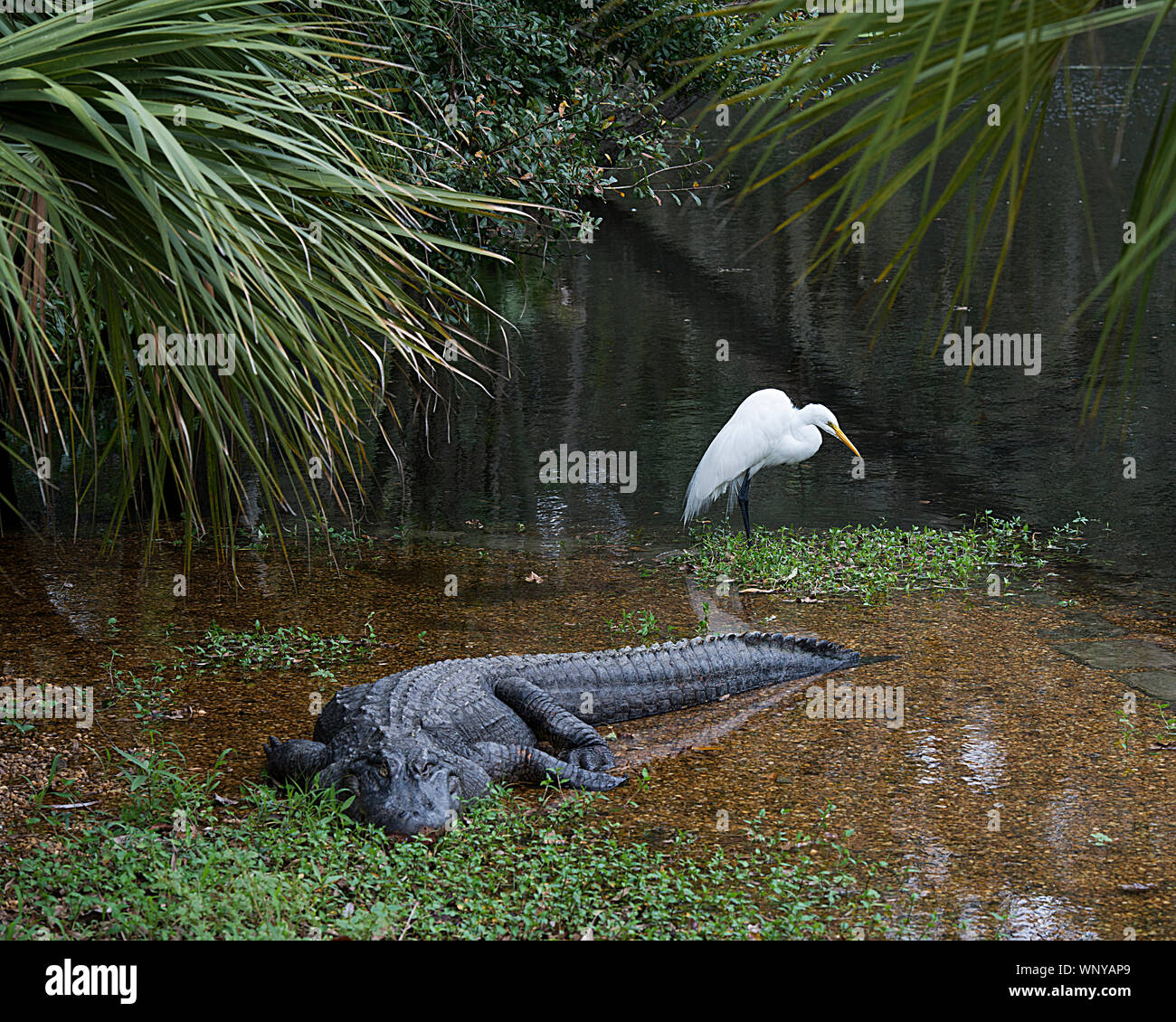 White alligator hi-res stock photography and images - Alamy