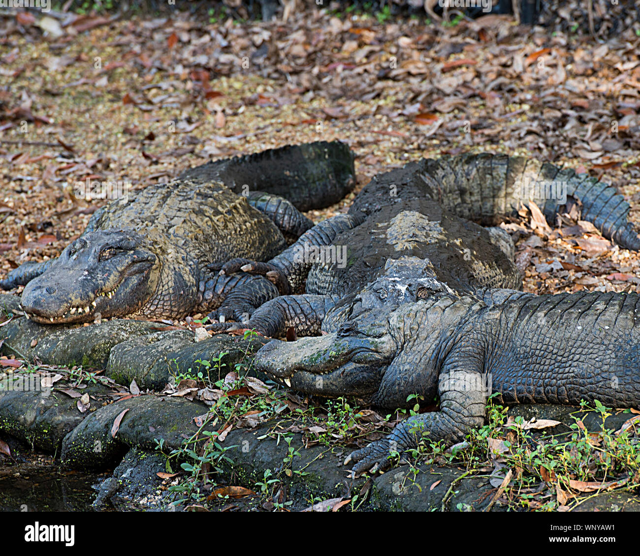 Alligators in colony resting and enjoying the sun in its environment ...
