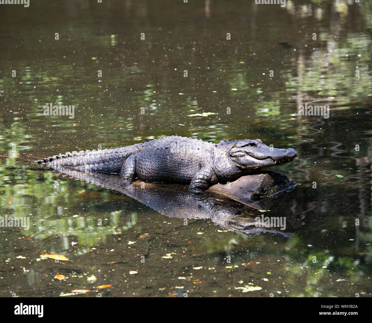 Alligator animal stock photos hi-res stock photography and images - Alamy