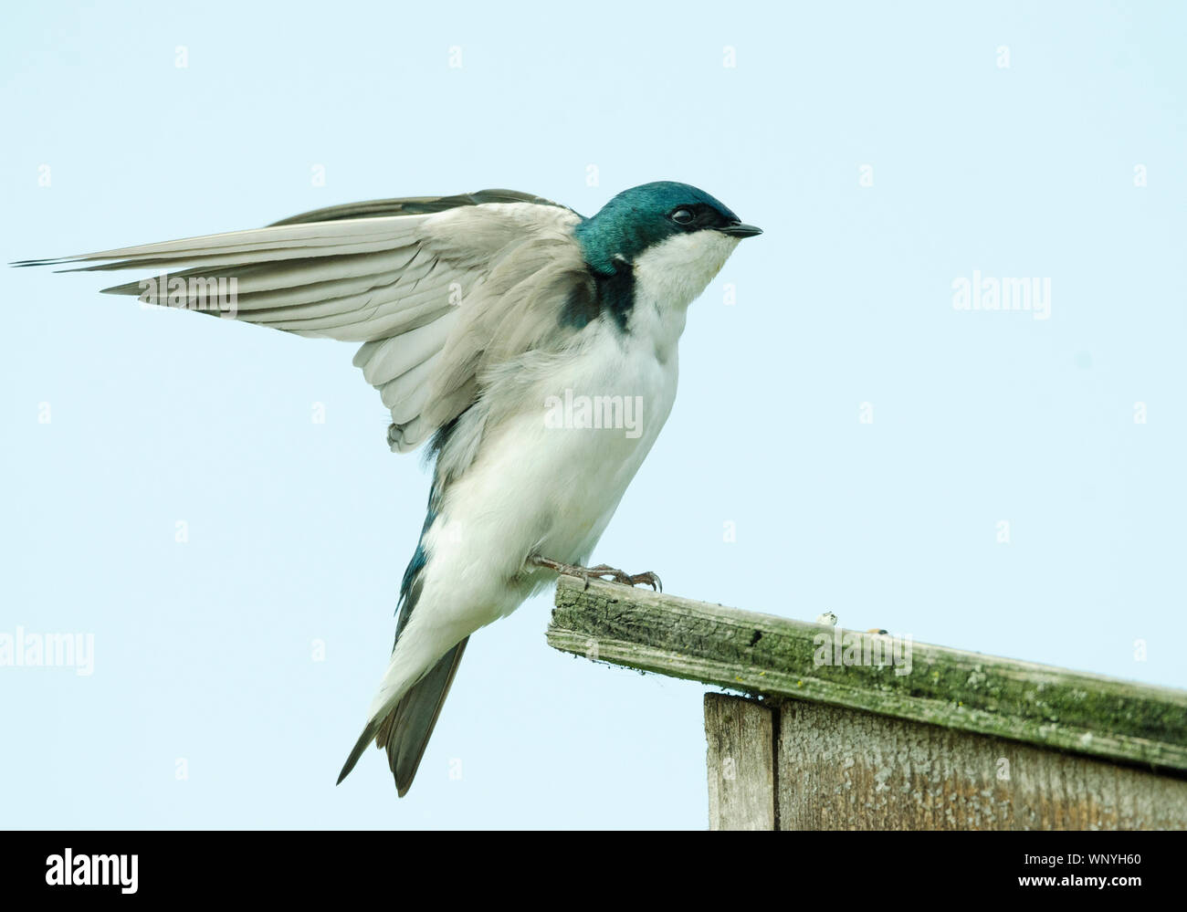 A tree swallow stretches out its wings while perched on top of its ...