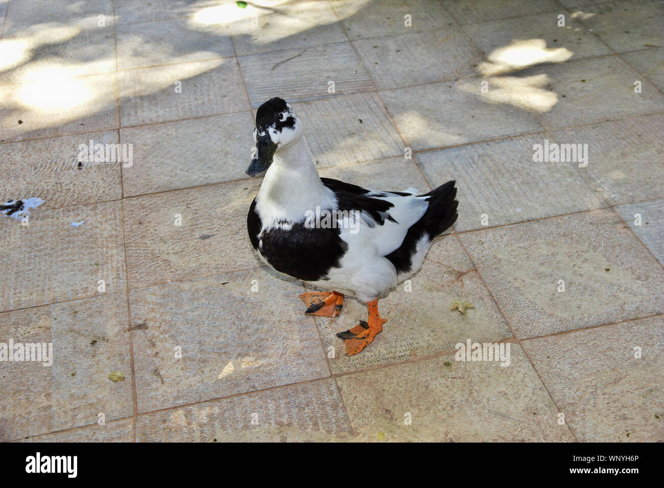 Duck in desert of Iran Stock Photo - Alamy