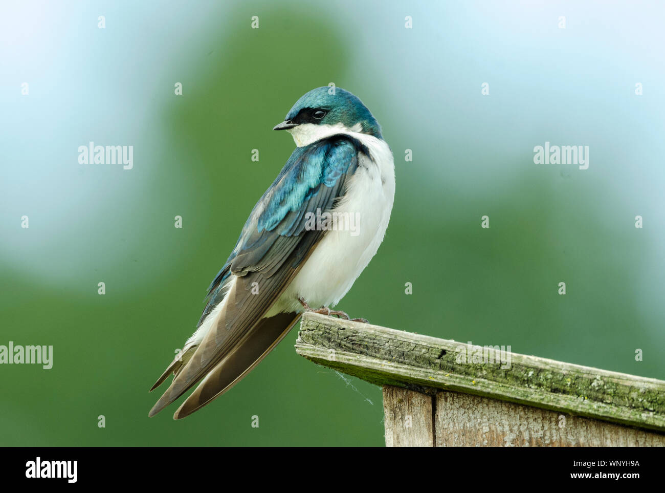 A tree swallow perches on its nesting box in a community garden in ...