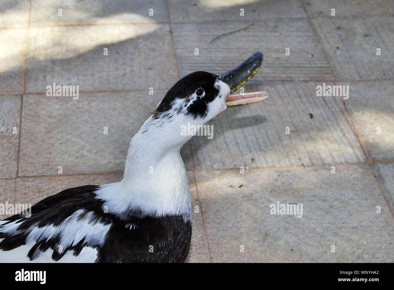 Duck in desert of Iran Stock Photo - Alamy