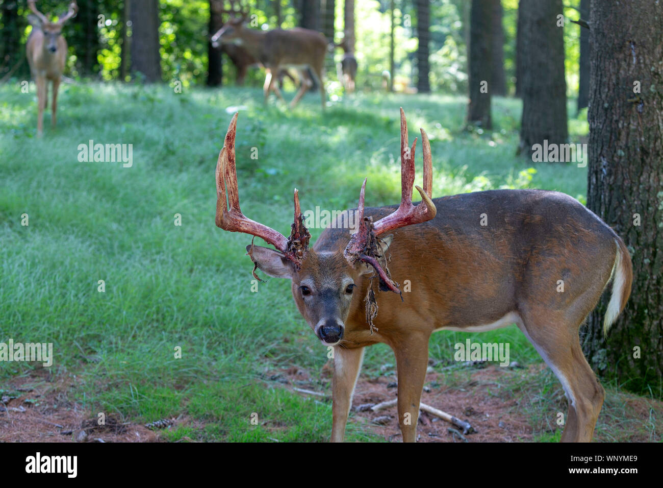 White tailed deer. Photo of Deer Shedding Their Velvet Stock Photo - Alamy
