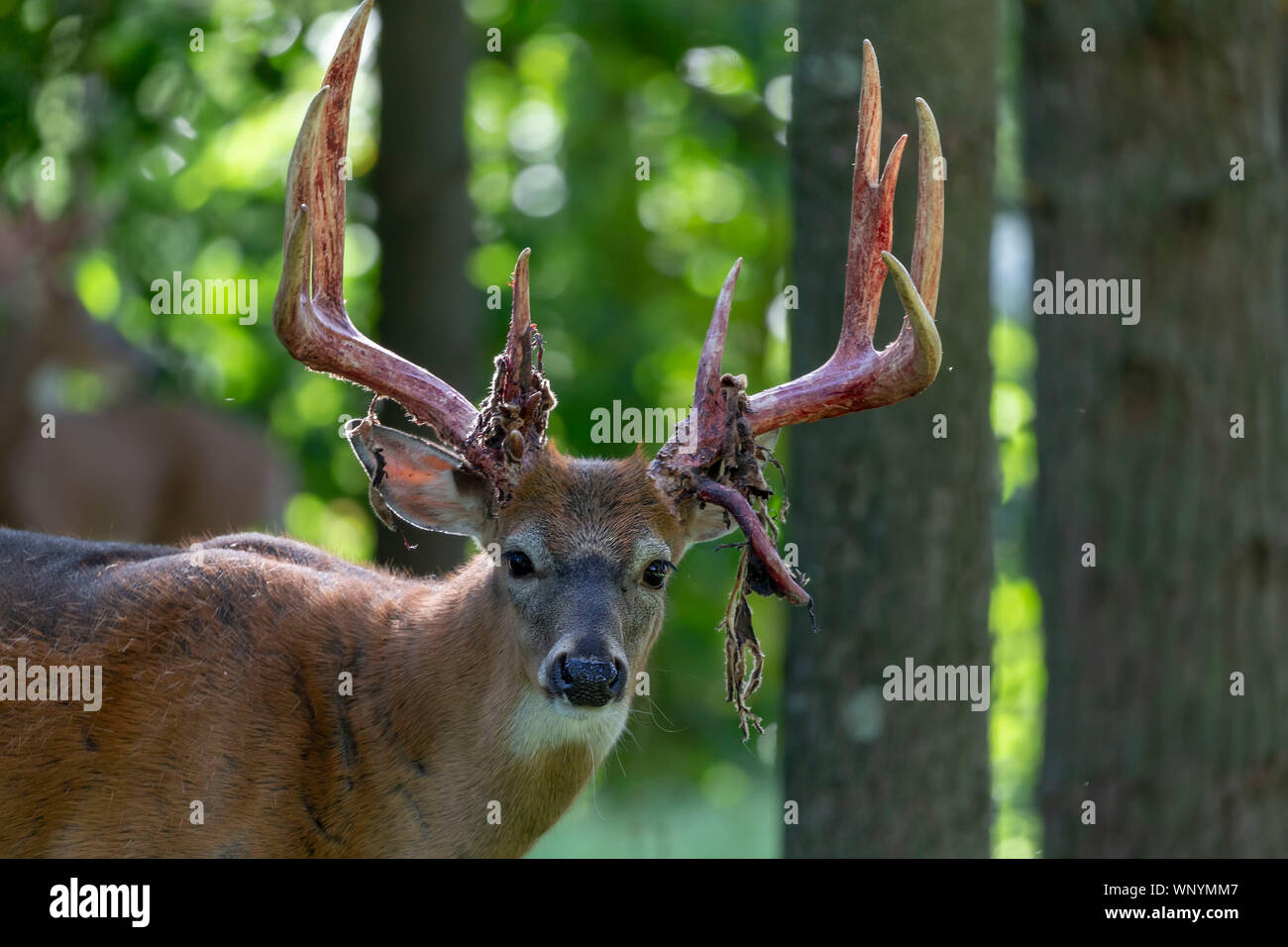 White tailed deer. Photo of Deer Shedding Their Velvet Stock Photo - Alamy