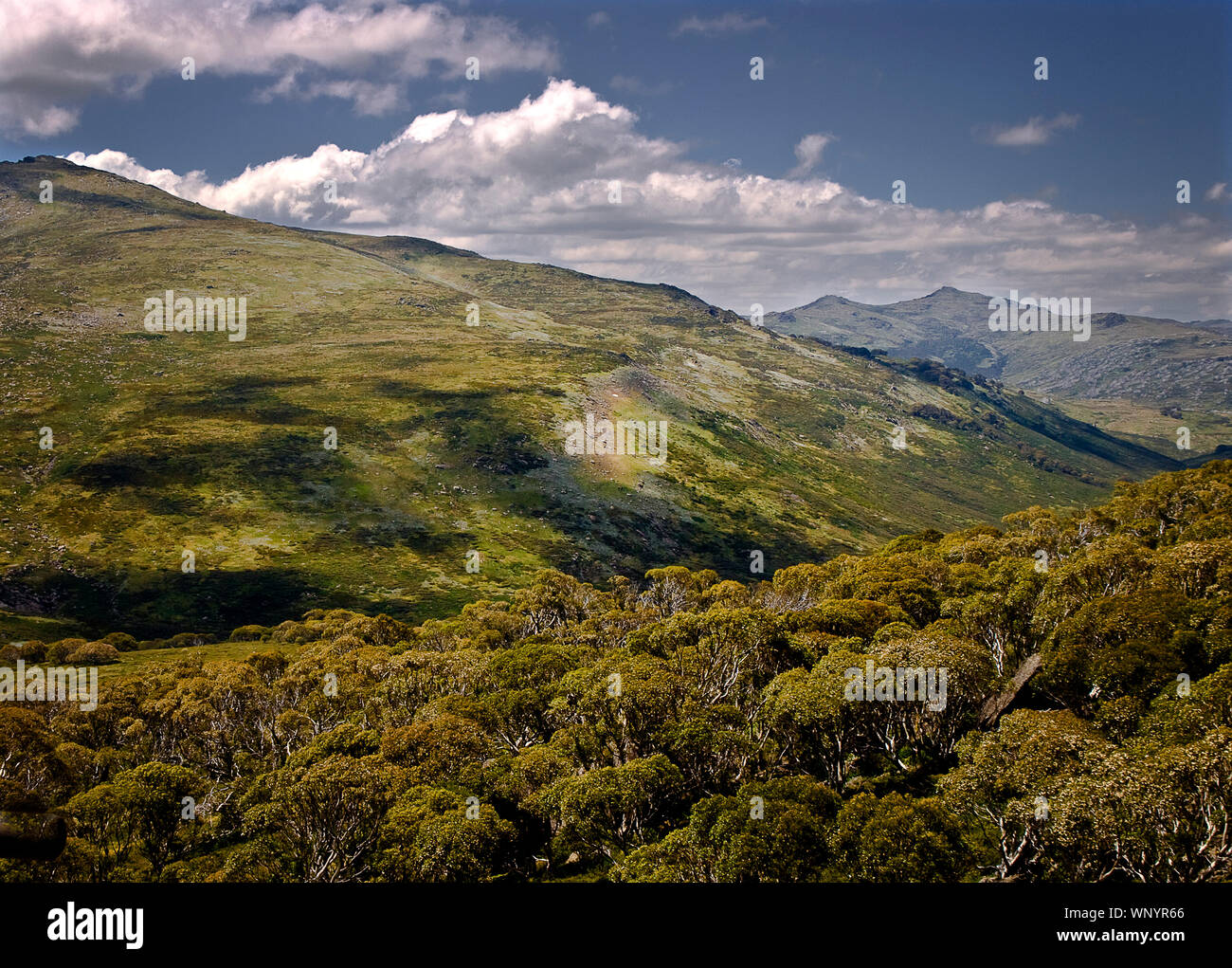 Snowy Mountains from Charlotte Pass, NSW, Australia. Edge of treeline ...