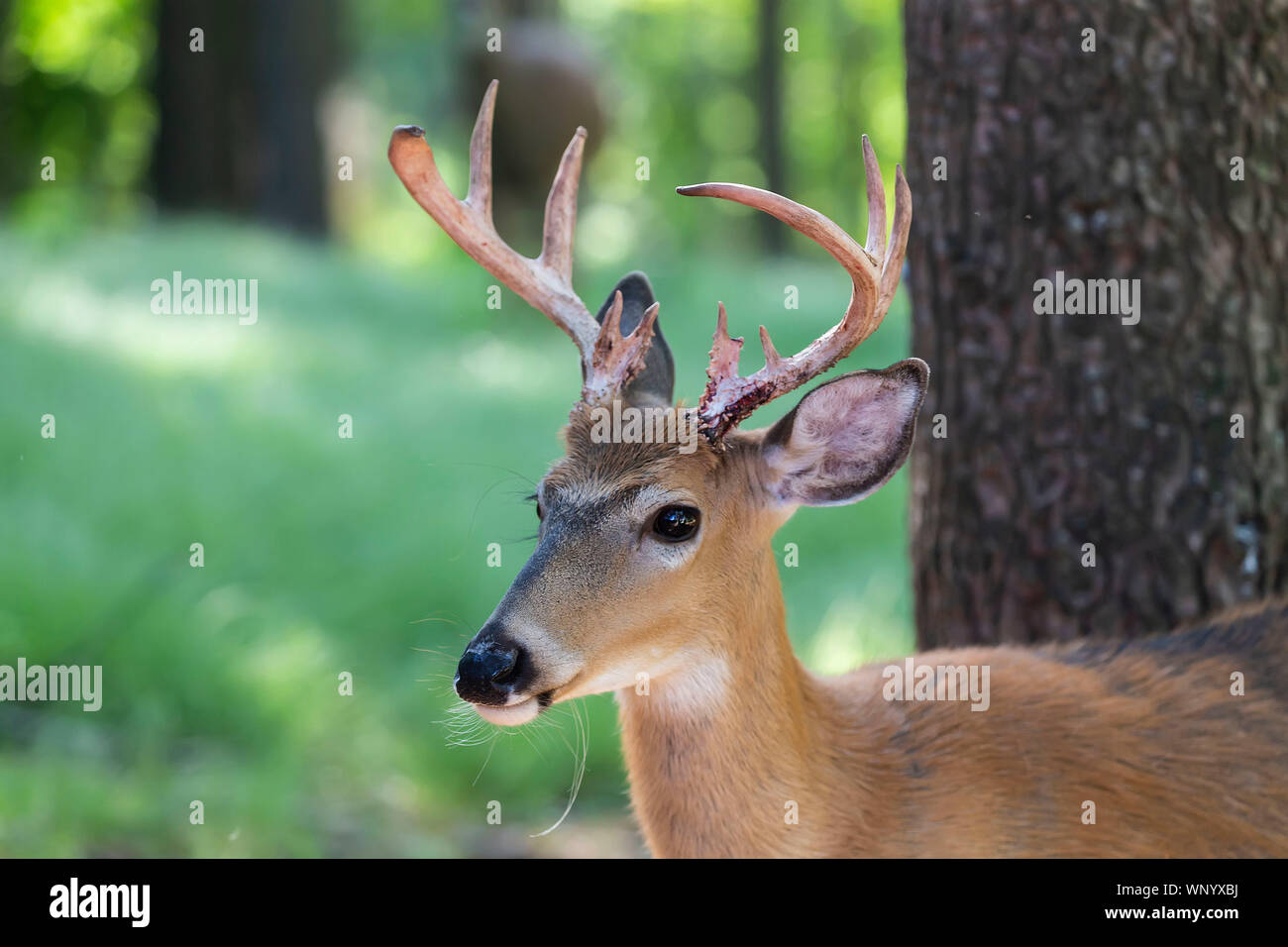 White tailed deer in the forest Stock Photo - Alamy