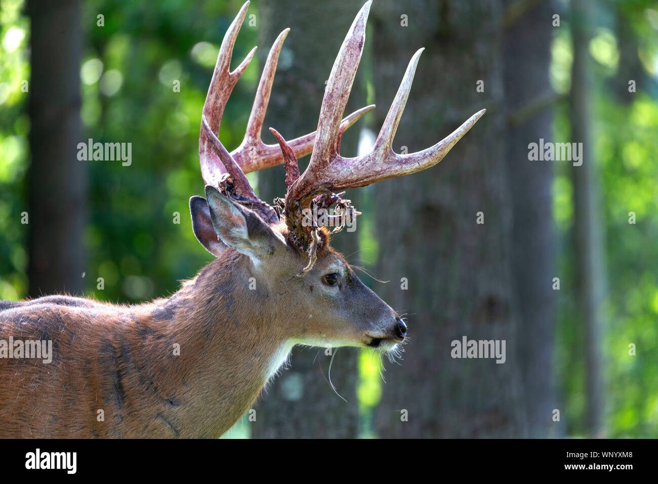 The white tailed deer. Photo of Deer Shedding Their Velvet Stock Photo ...