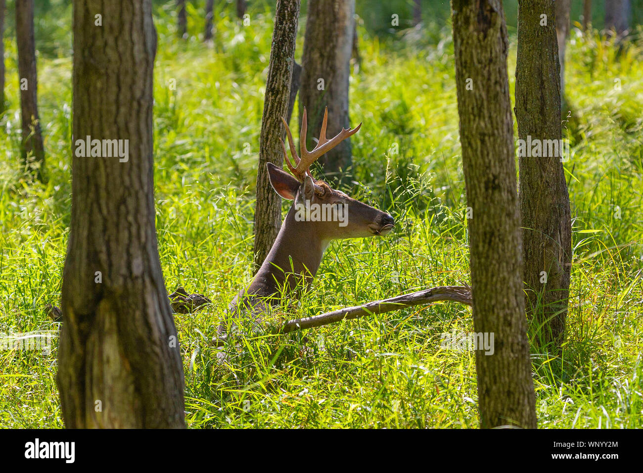 White tailed deer in the forest Stock Photo - Alamy