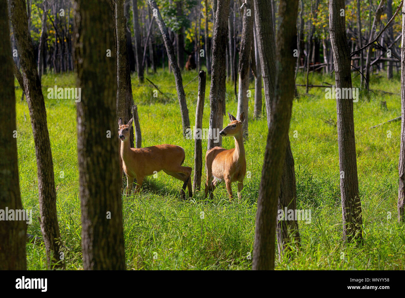 White tailed deer in the forest Stock Photo - Alamy