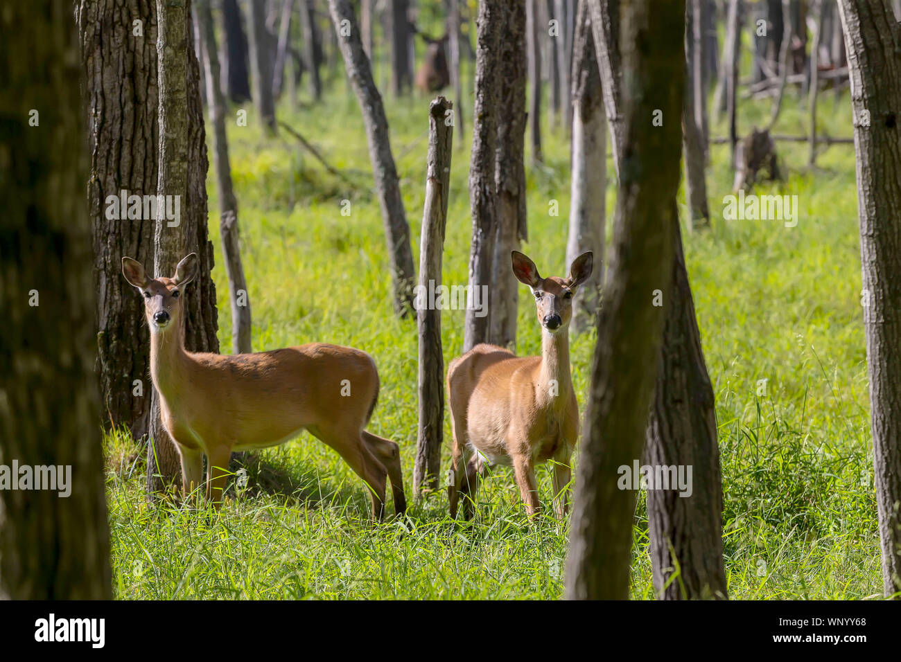 White tailed deer in the forest Stock Photo - Alamy