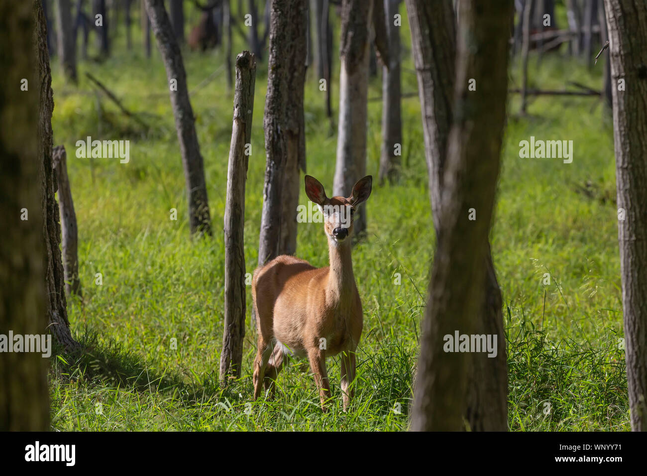 White tailed deer in the forest Stock Photo - Alamy