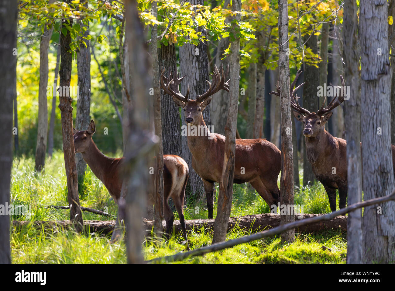 European red deer (Cervus elaphus) in rut, it is fourth the largest ...