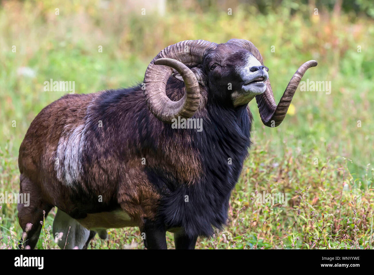 The mouflon (Ovis orientalis) during mating season on game reserve ...