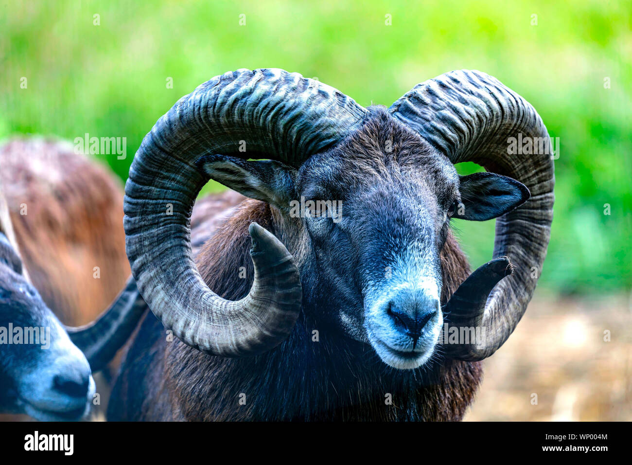 The mouflon (Ovis orientalis) during mating season on game reserve ...
