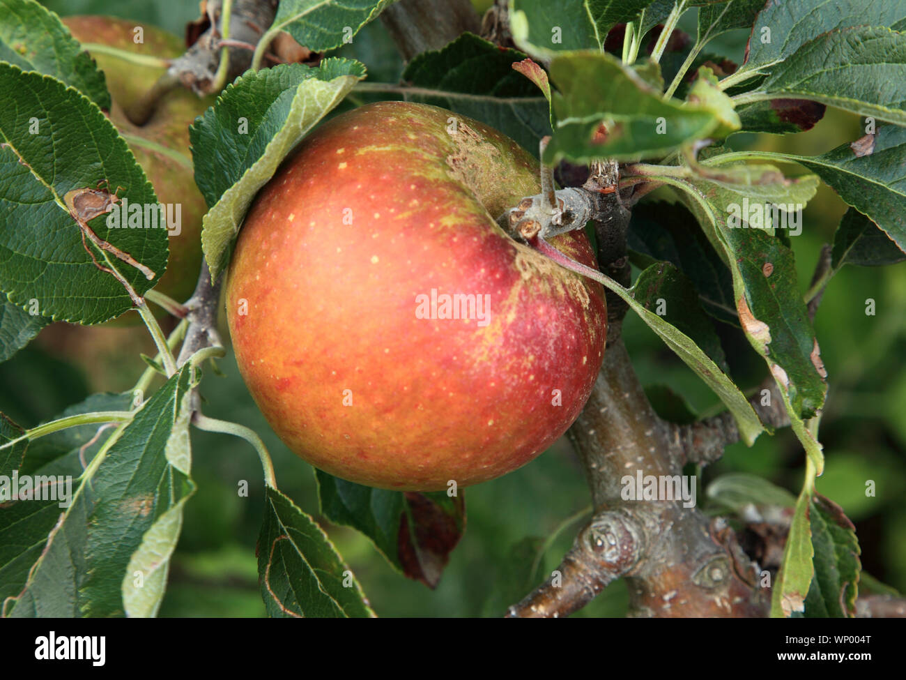 Cox's orange pippin hi-res stock photography and images - Alamy