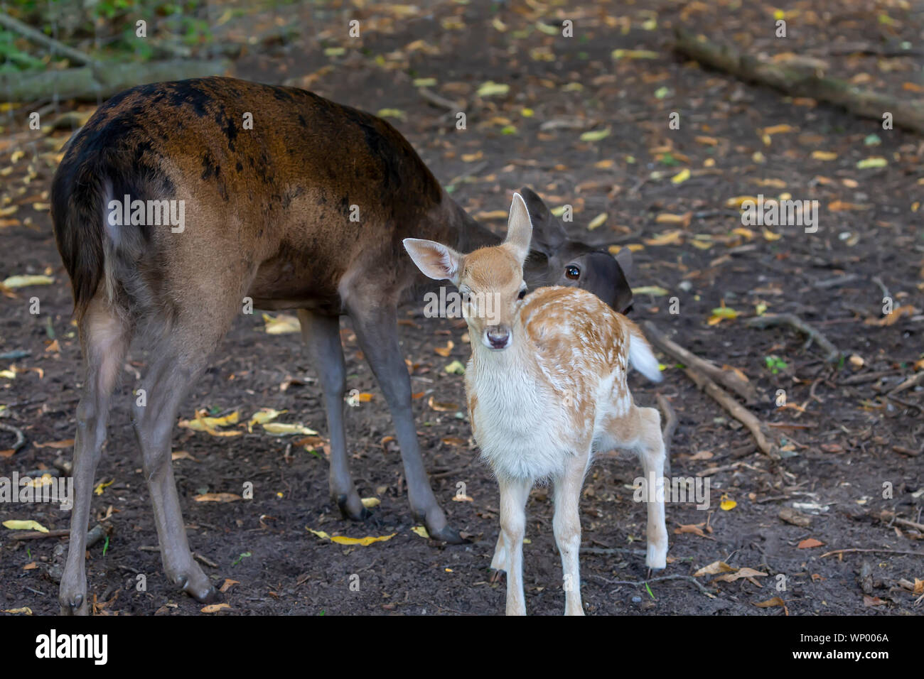 The fallow deer (Dama dama) is native species to Europe Stock Photo - Alamy