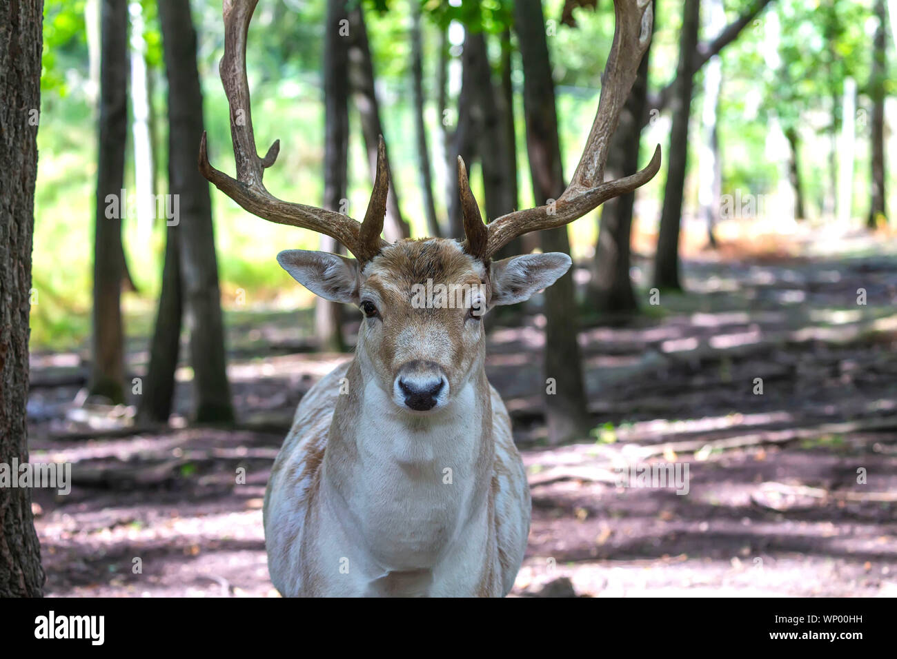 The fallow deer (Dama dama) is native species to Europe Stock Photo - Alamy