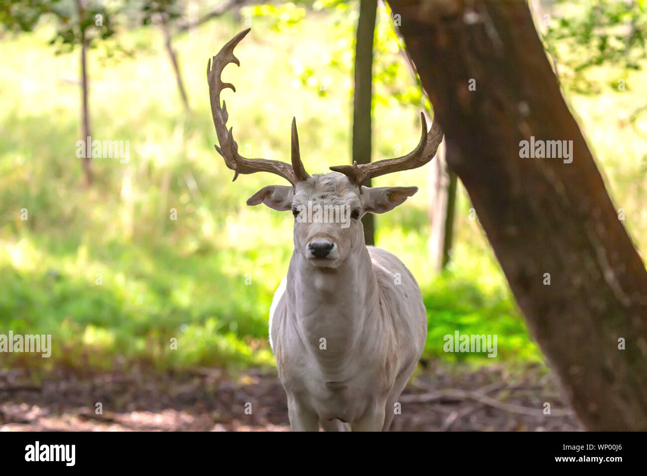 The fallow deer (Dama dama) is native species to Europe Stock Photo - Alamy