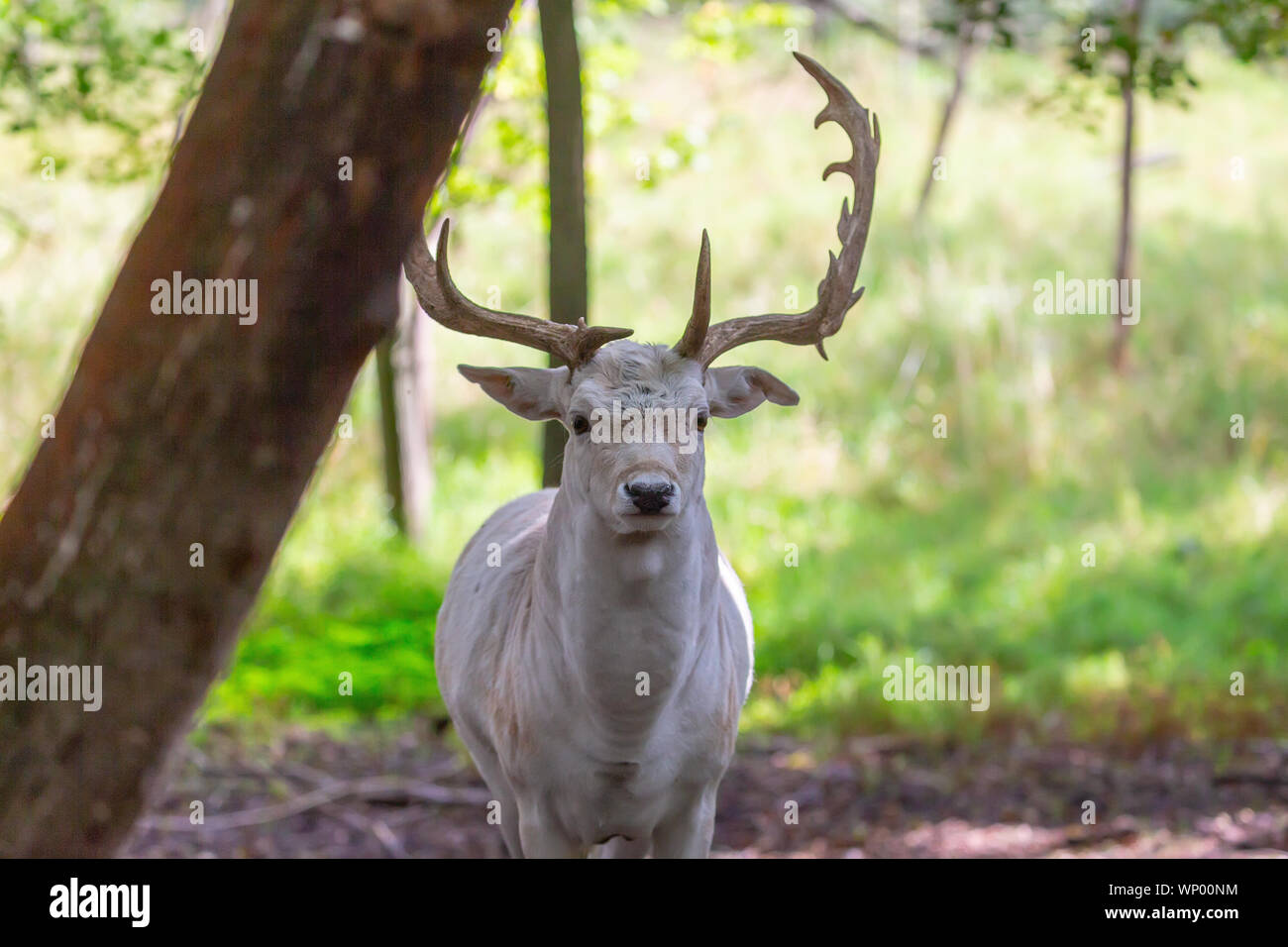 The fallow deer (Dama dama) is native species to Europe Stock Photo - Alamy