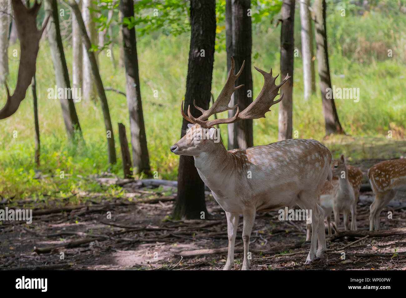 The fallow deer (Dama dama) is native species to Europe Stock Photo - Alamy