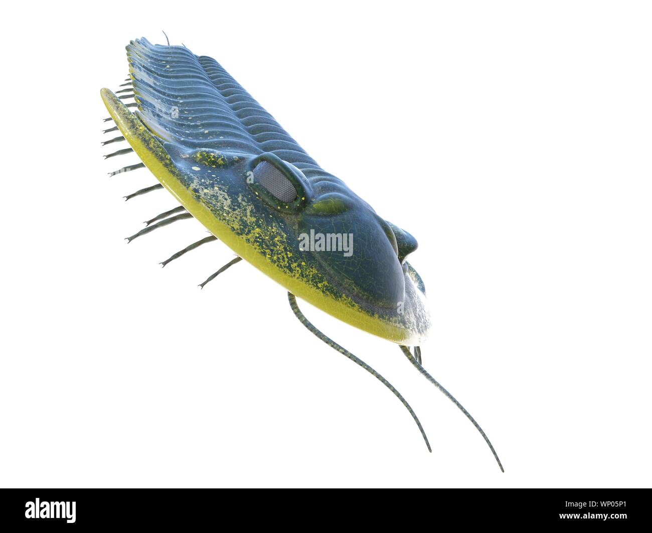 Cambrian trilobite Cut Out Stock Images & Pictures - Alamy